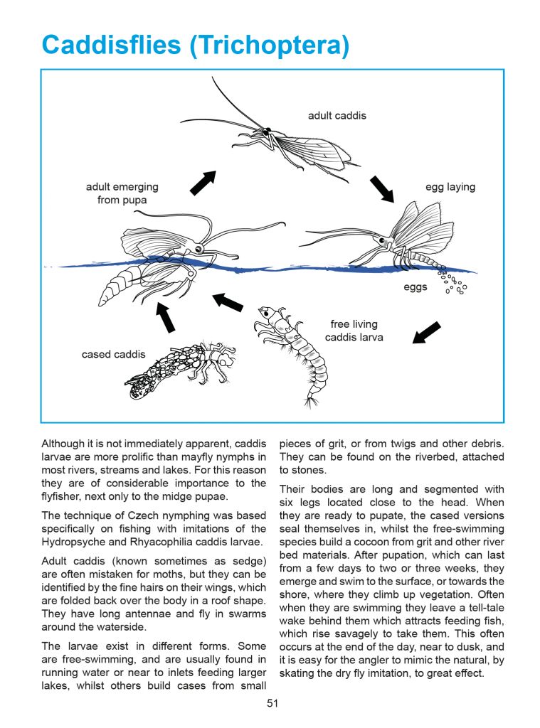 Entomology Life Cycle diagrams | Design Thinking Blog